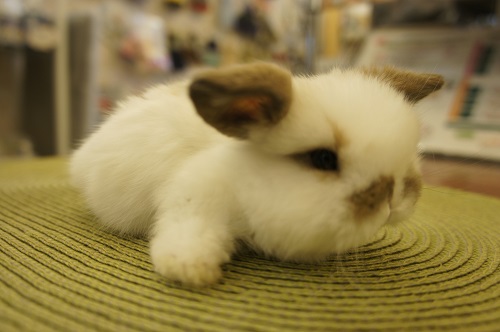 【売約済み】※和泉本店※問合せNO.RH546ホーランドロップ｜大阪（和泉・枚方）神戸、奈良のうさぎ専門店Rabbit-Ruru