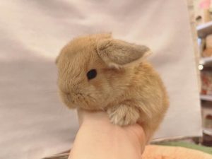 【売約済み】※和泉本店※問合せNO.RH880ホーランドロップ｜大阪（和泉・枚方）神戸、奈良のうさぎ専門店Rabbit-Ruru